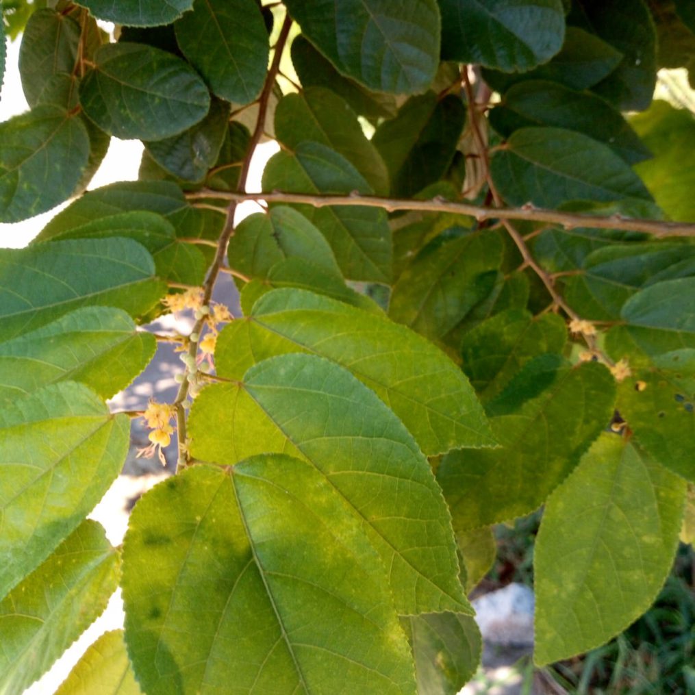 Hojas de guacima o guasamo 500 gr – Progresando.com