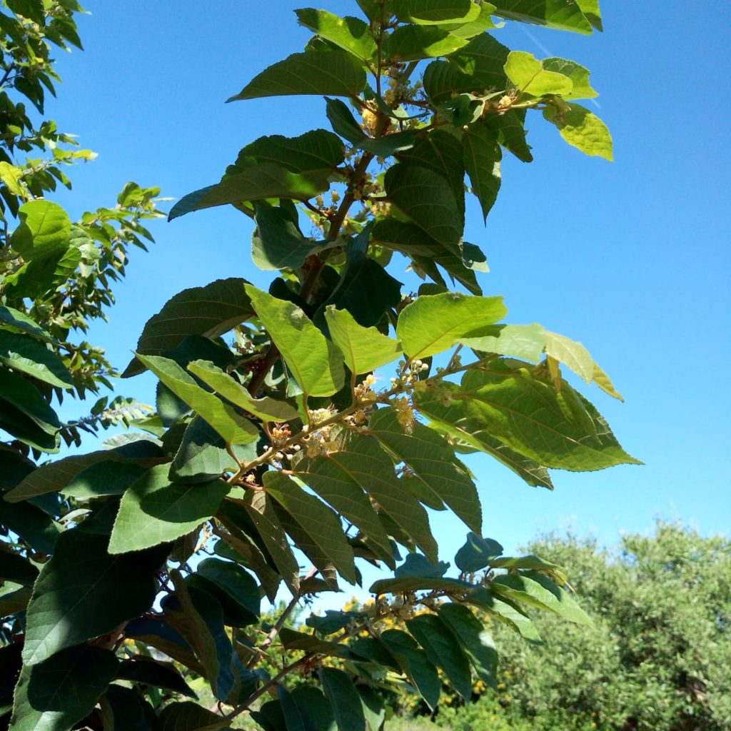 Hojas de guacima o guasamo 500 gr – Progresando.com