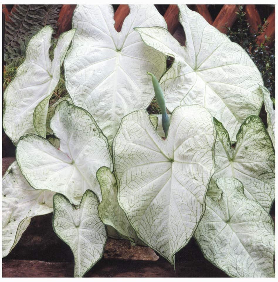 Fancy Leaf Caladium – June Bride – Raíz De Gran Tamaño – Zon ...