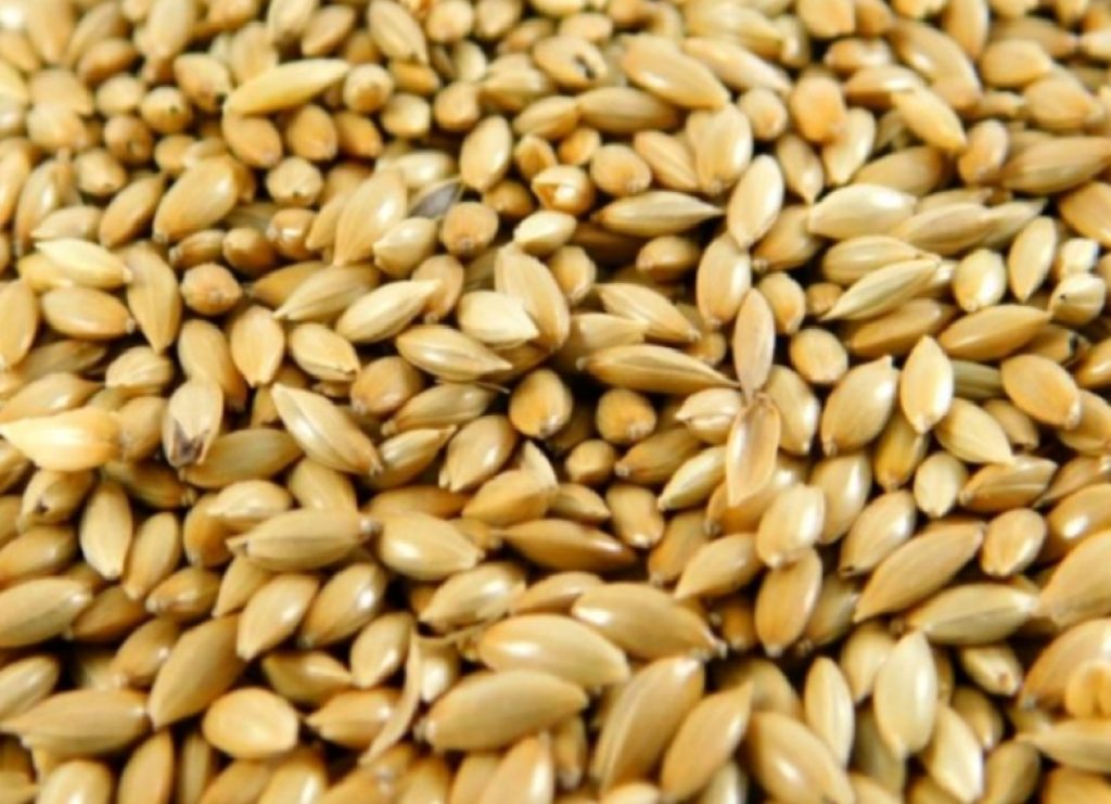 Alpiste Simple para Aves 3Kg – Progresando.com